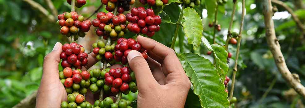Organic Brazilian Coffees – Demeter Certified Biodynamic®
