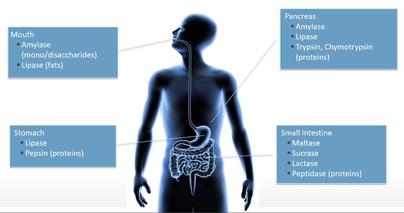 Full Spectrum Digestive Enzymes Supplements