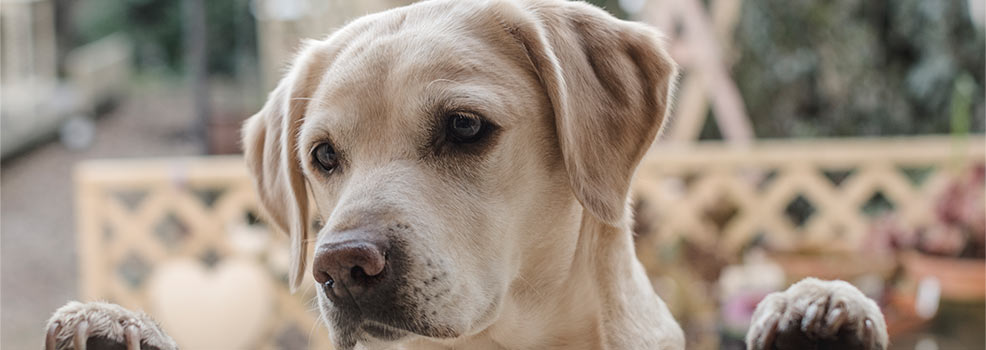 Whole Body Glandular Support for Pets
