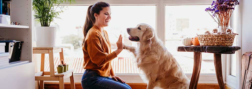Antioxidant Supplement for Dogs and Cats