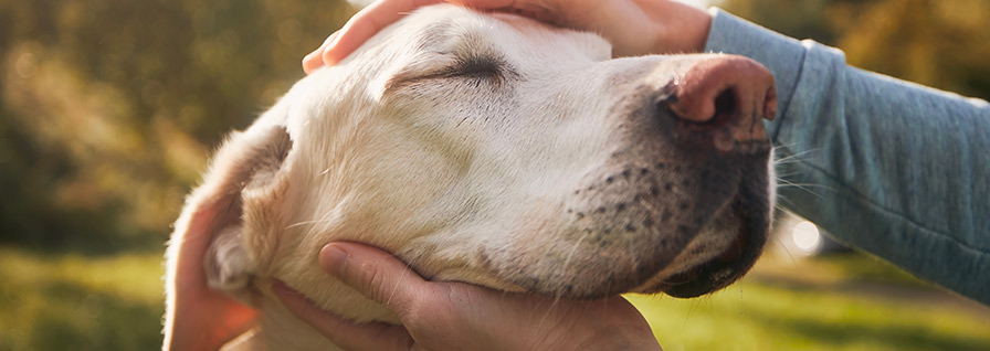 Bark & Whiskers® Wild Alaskan Cod Liver Oil for Dogs and Cats