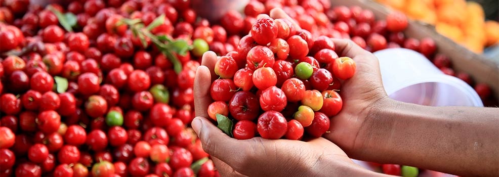 Vitamin C Acerola Cherry – Certified USDA Organic